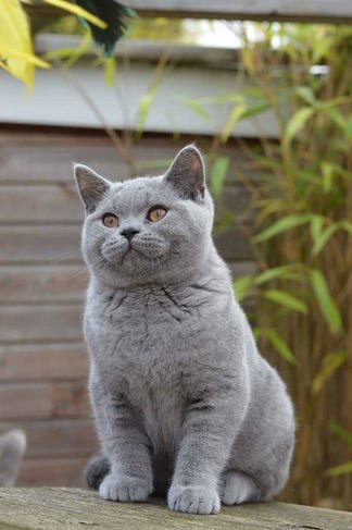 Cats - Rayanshel British Shorthair Cats